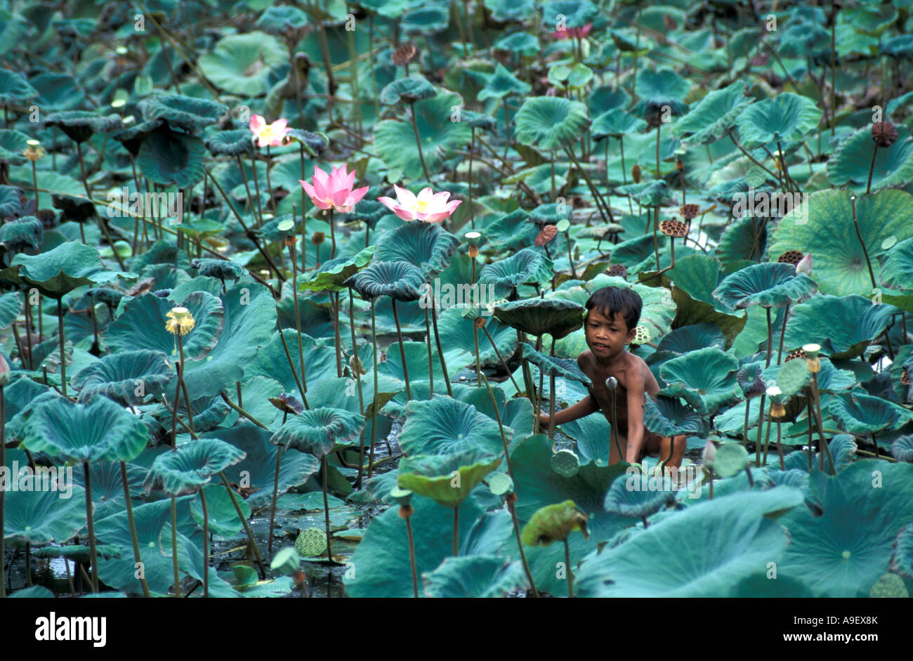 Balinese boy among flowering Lotus (Nelumbo nucifera Stock Photo - Alamy