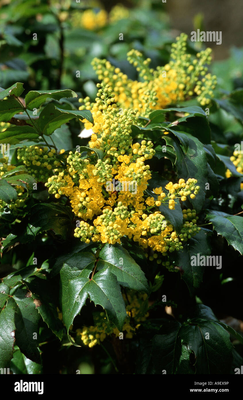 Oregon Grape (Mahonia aquifolium), flowering stands Stock Photo - Alamy