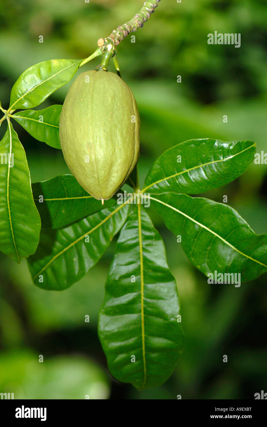 Pachira insignis hi-res stock photography and images - Alamy