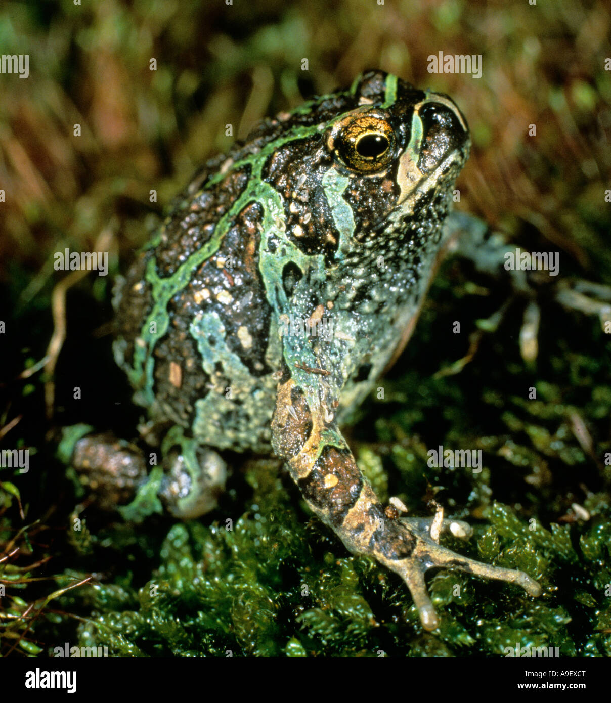 Green Burrowing Frog (Scaphiophryne marmorata Stock Photo - Alamy