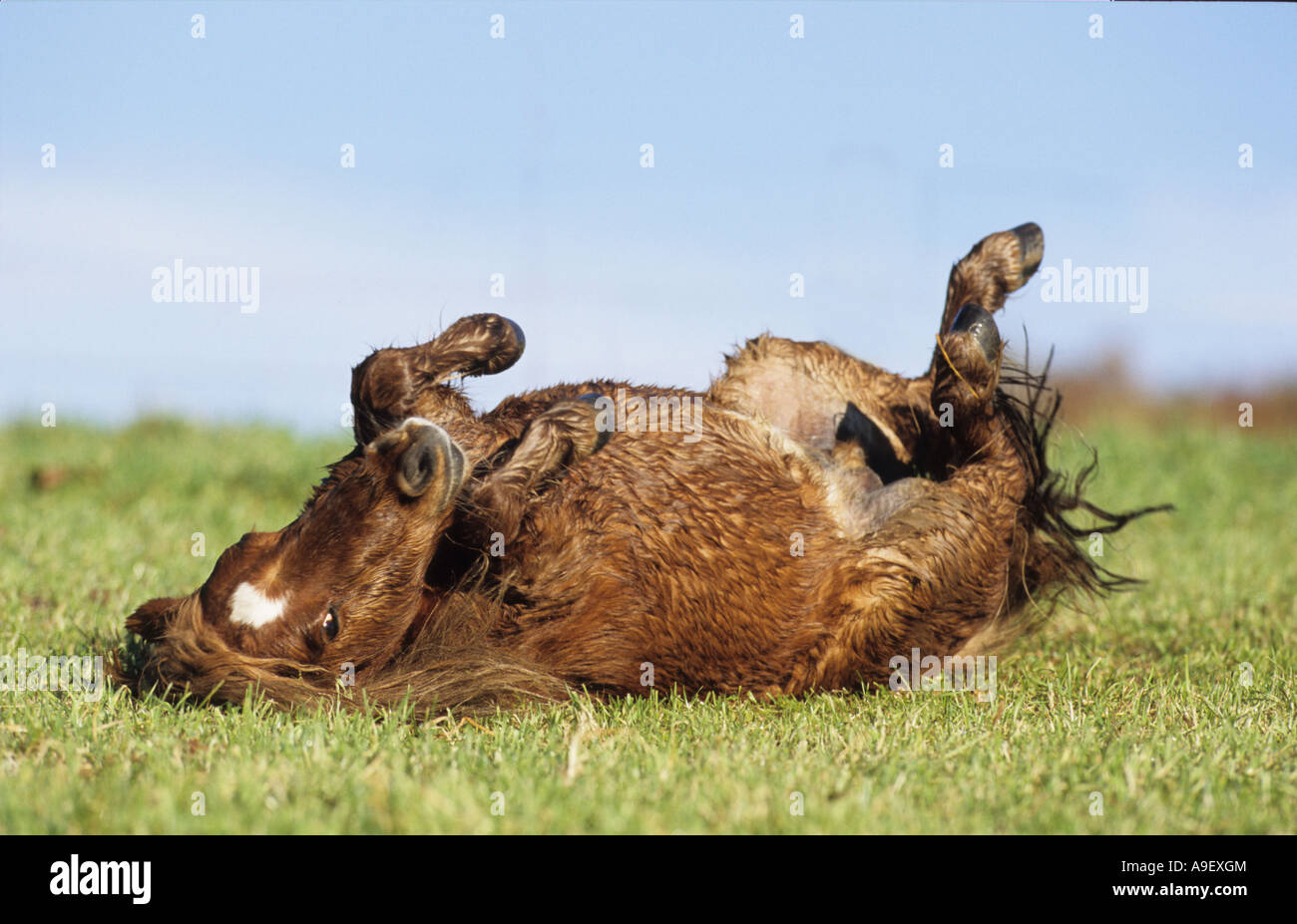 Miniature Shetland Pony (Equus caballus), sweat soaked stallion rolling ...