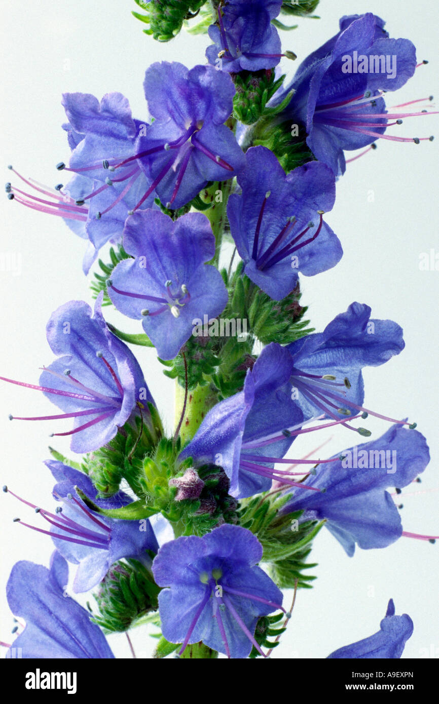 Vipers Bugloss (Echium vulgare), flowering Stock Photo - Alamy