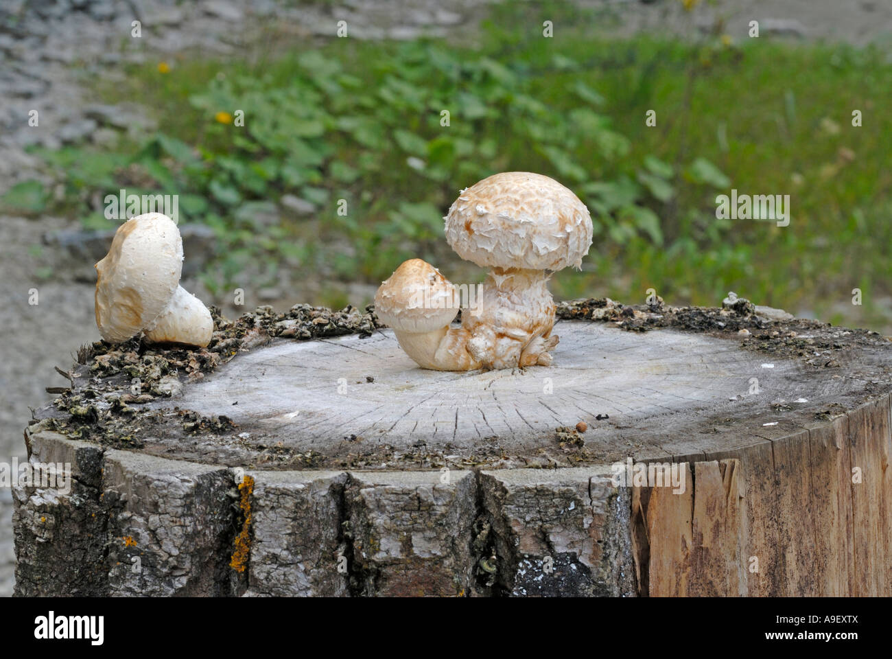 Yellow Laminated Butt Rot of Poplars (Pholiota destruens, Dryophila ...