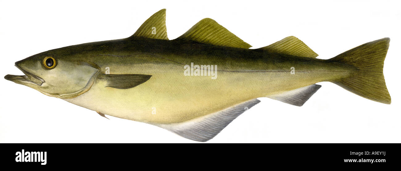 Pollack (Pollachius pollachius), drawing Stock Photo - Alamy