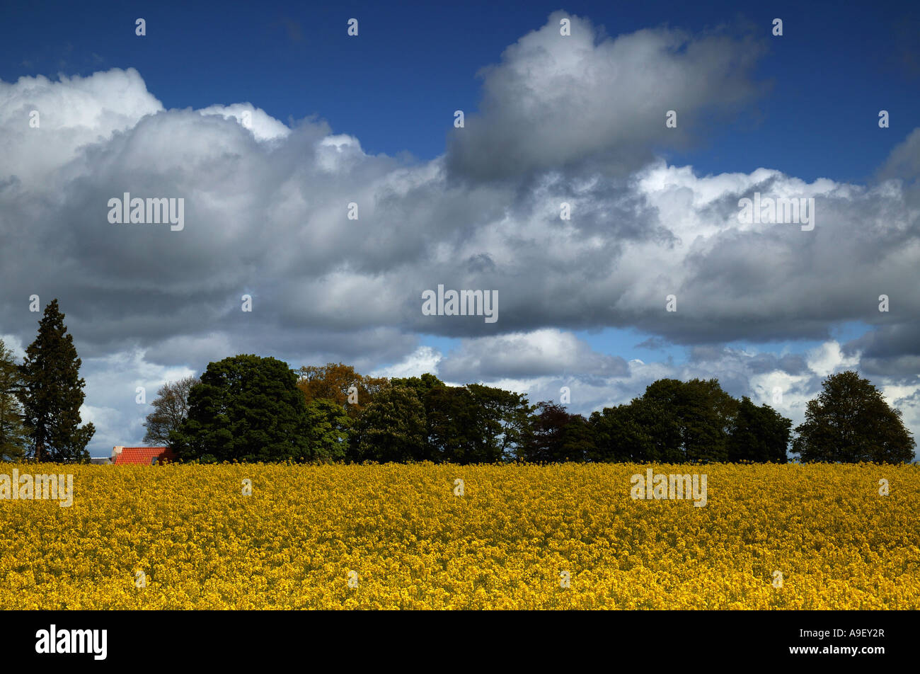Rape seed field, Brassica napus, Scotland, Europe Stock Photo - Alamy