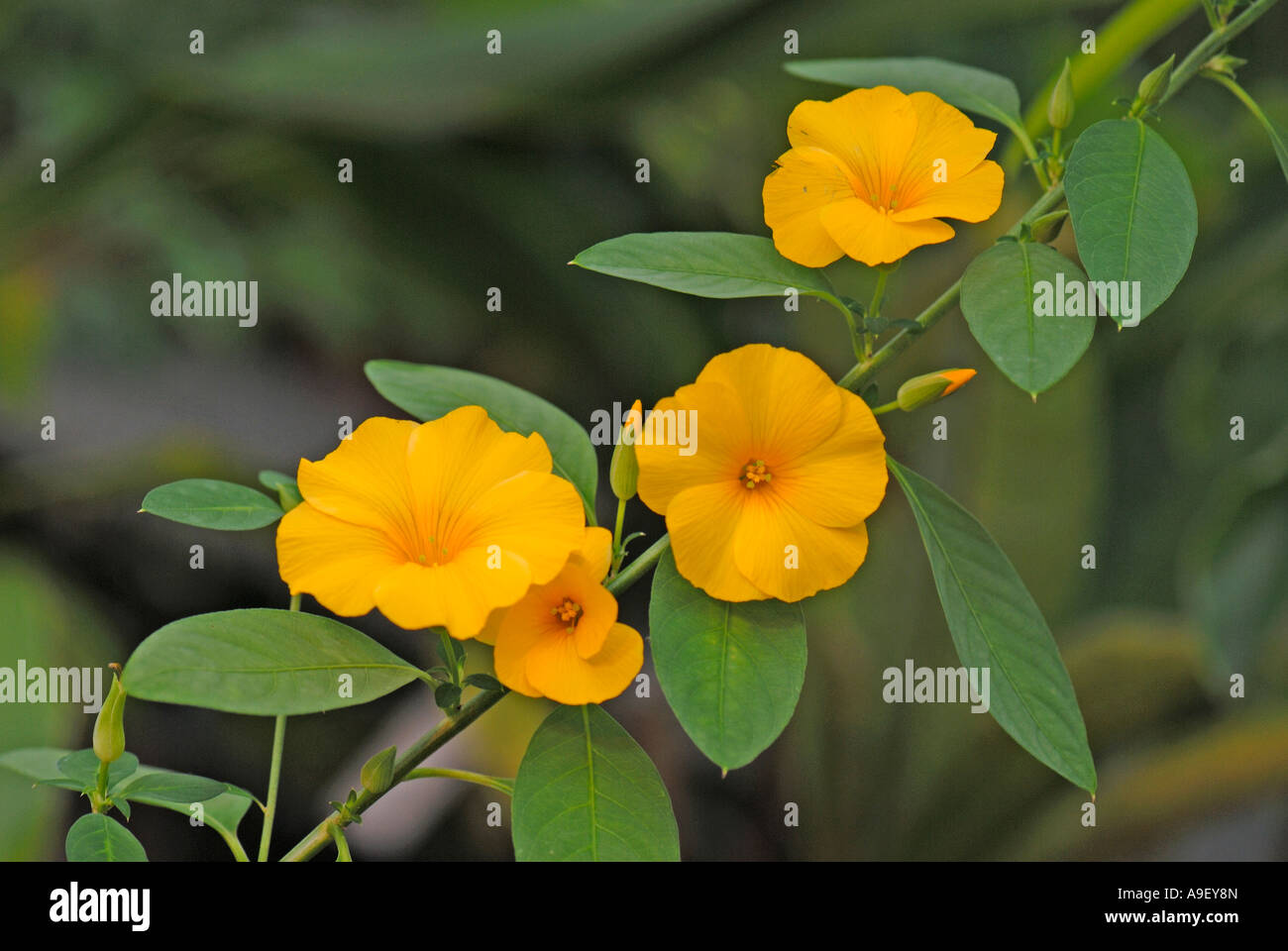 Yellow Flax (Reinwardtia indica), flowering Stock Photo - Alamy