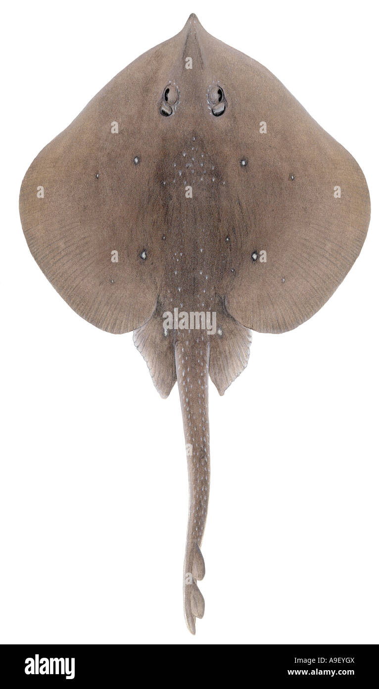 Circularis hi-res stock photography and images - Alamy