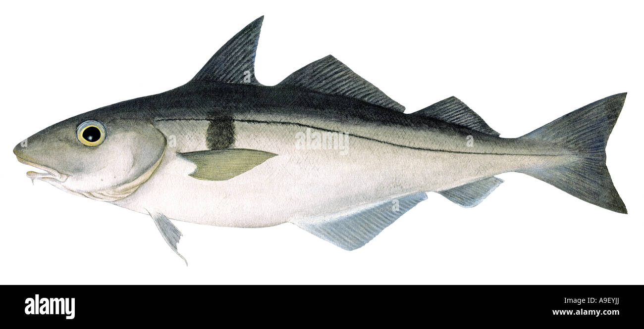 Haddock (Melanogrammus aeglefinus), drawing Stock Photo - Alamy