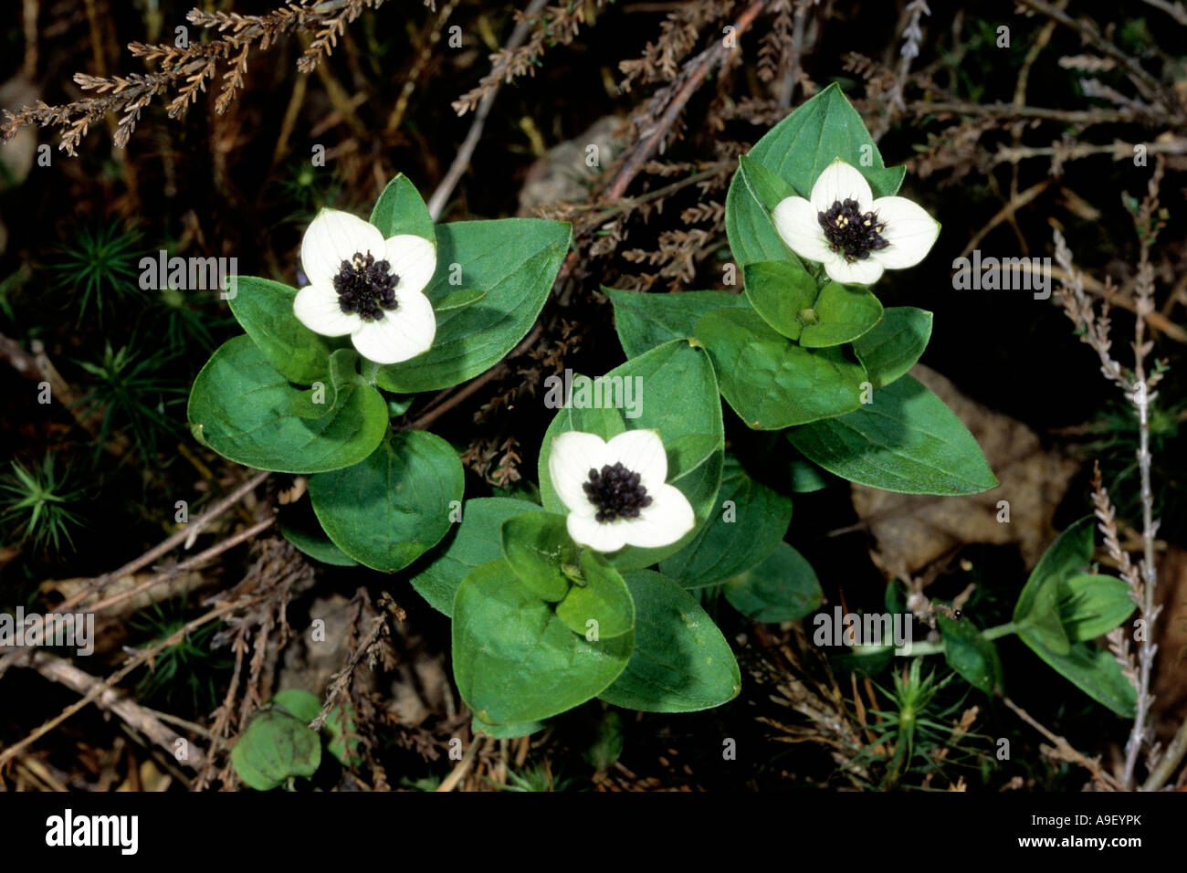 Eurasian Dwarf Cornel, Bunchberry (Cornus suecica), flowering Stock ...
