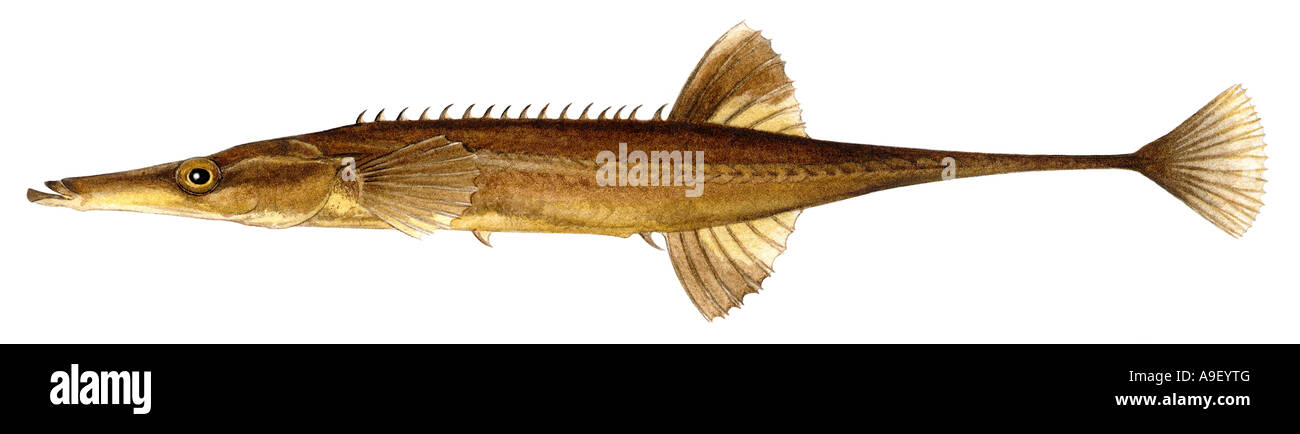 Sea Stickleback (Spinachia spinachia), drawing Stock Photo - Alamy