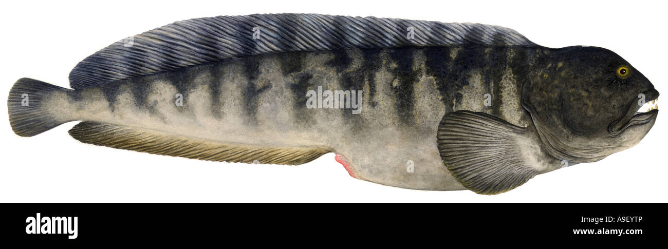 Atlantic Wolffish, Cat Fish, Common Catfish (Anarhichas lupus), drawing ...