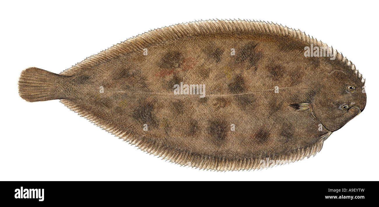 Common Sole (Solea solea), drawing Stock Photo - Alamy
