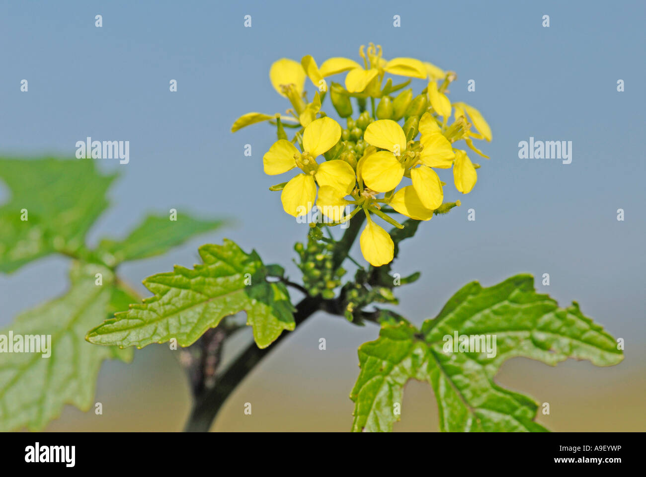 White Mustard (Sinapis alba), flowering stem Stock Photo - Alamy