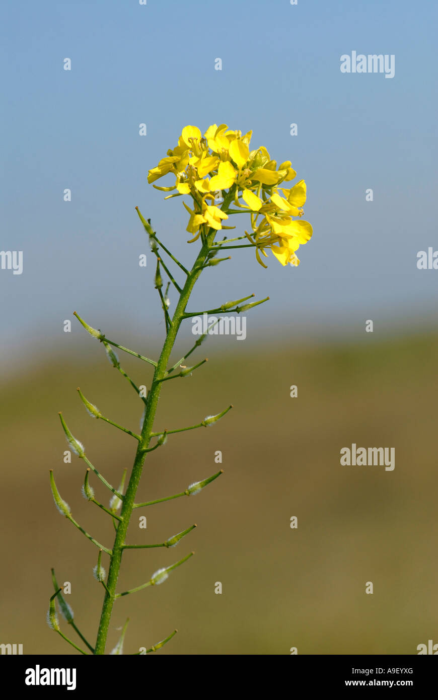 White Mustard (Sinapis alba), flowering stem with initial pods Stock ...