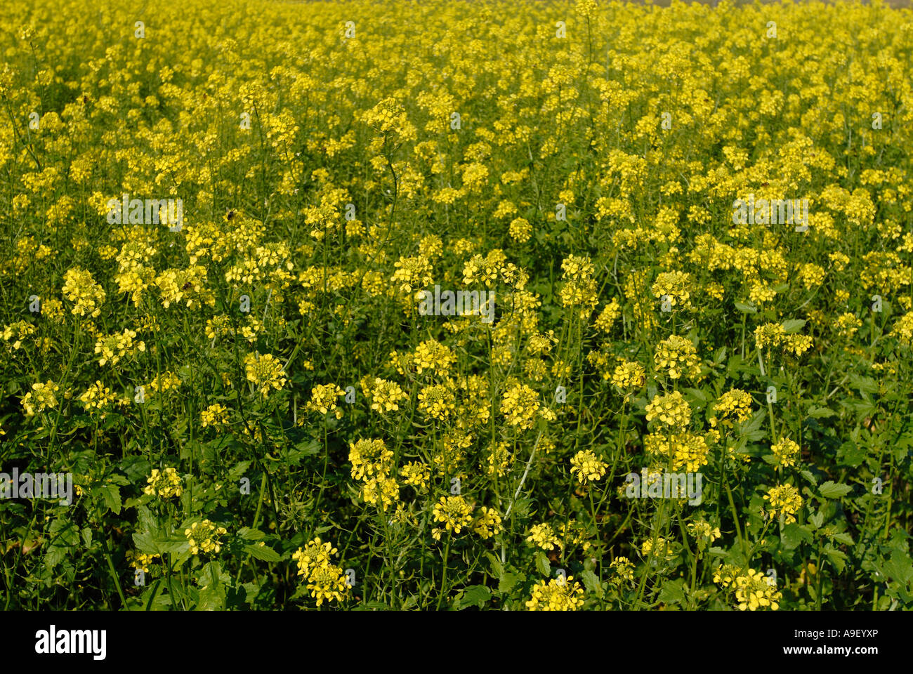 White Mustard (Sinapis alba), flowering field Stock Photo - Alamy