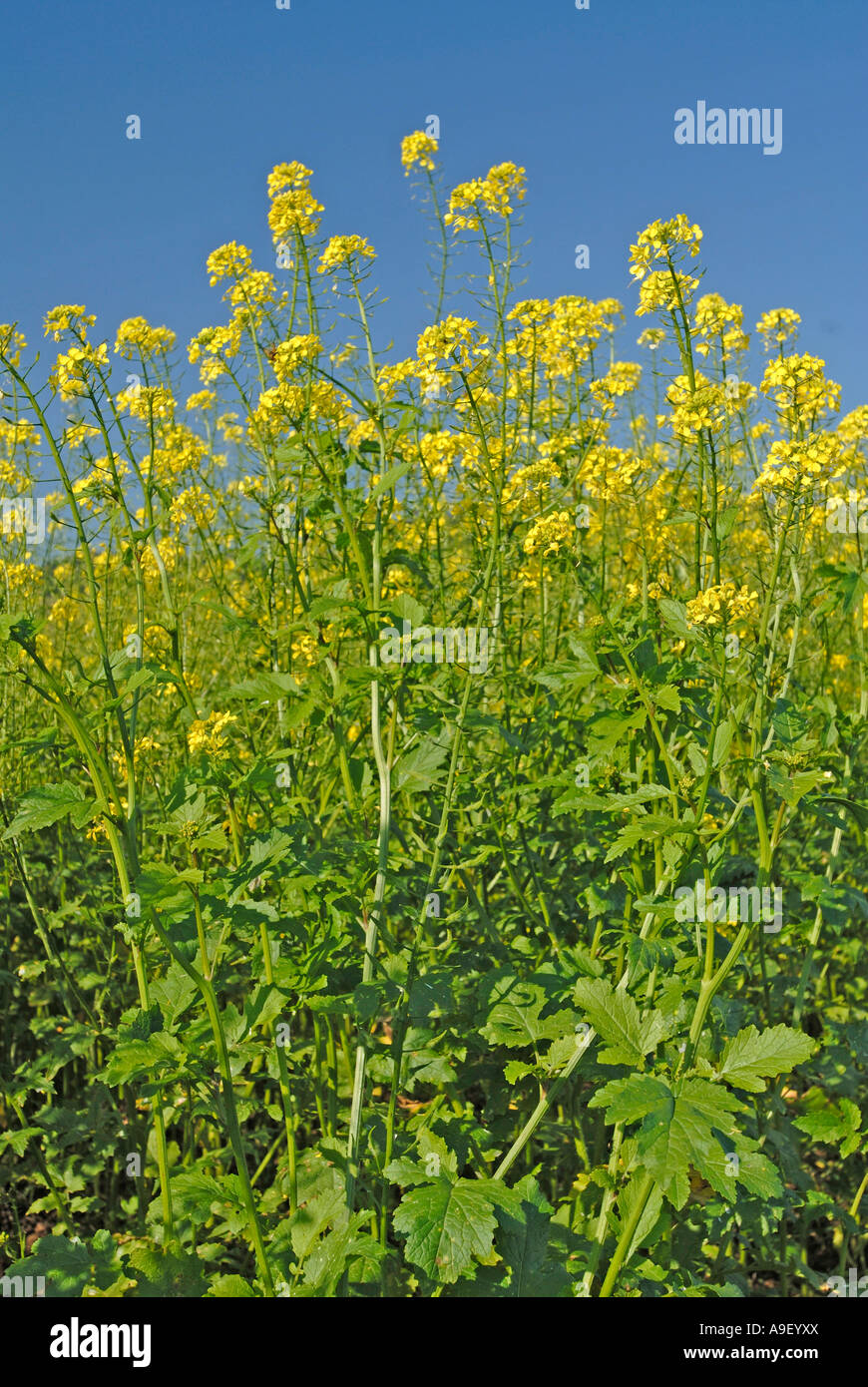White Mustard (Sinapis alba), flowering plants on field Stock Photo - Alamy