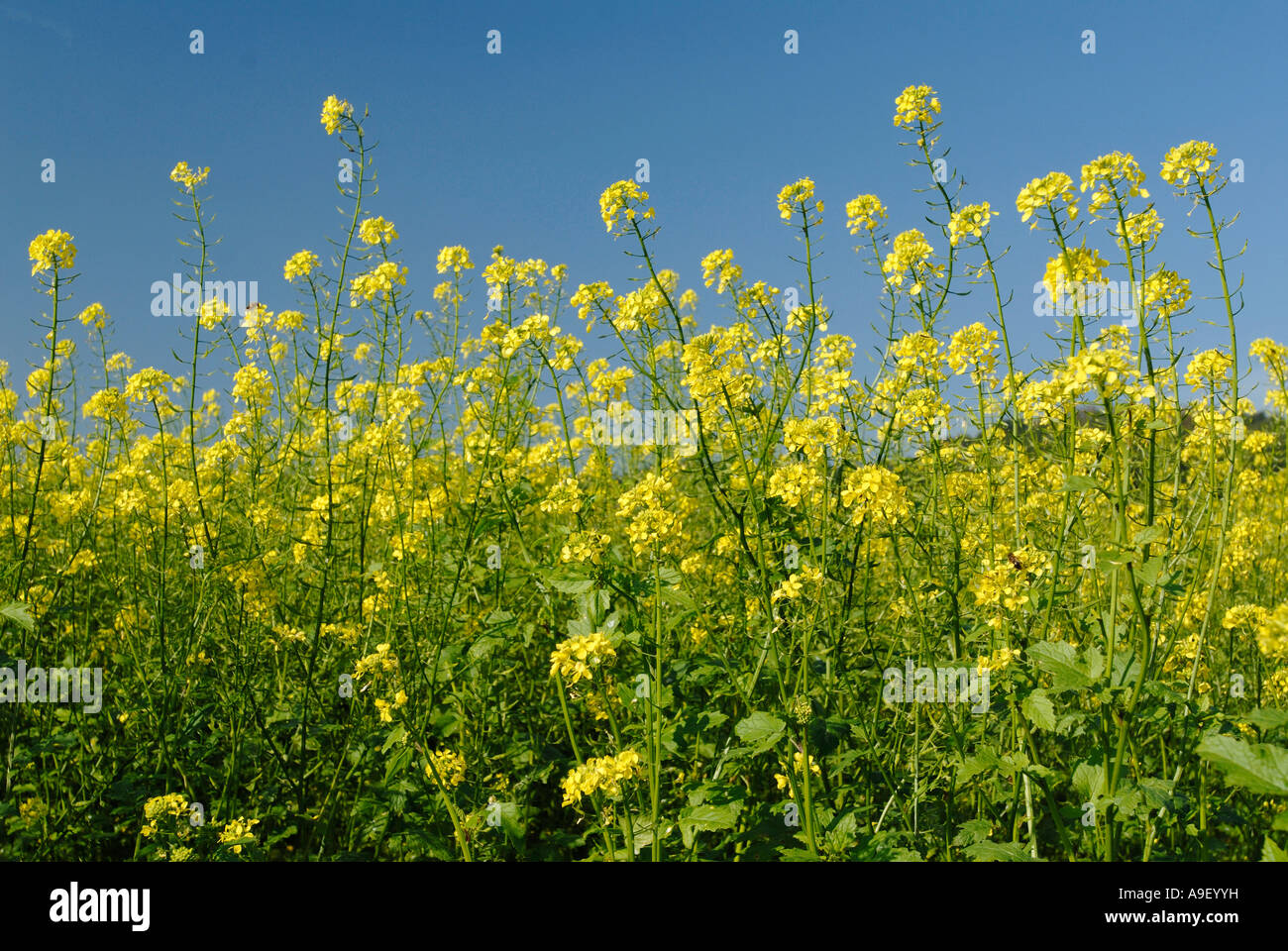 White Mustard (Sinapis alba), flowering plants on field Stock Photo - Alamy