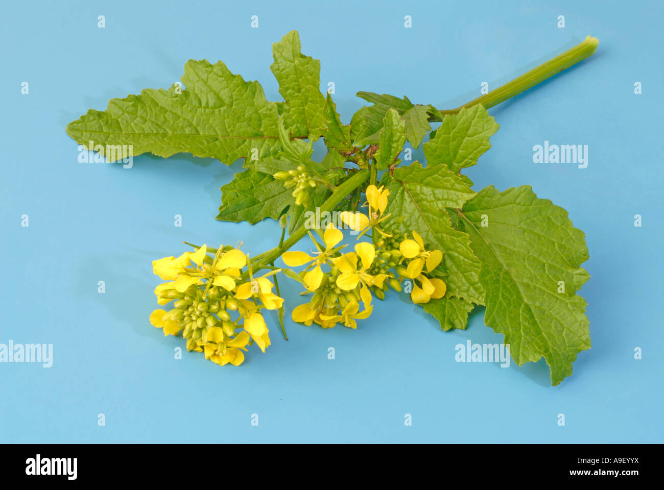White Mustard (Sinapis alba), flowering stems, studio picture Stock ...