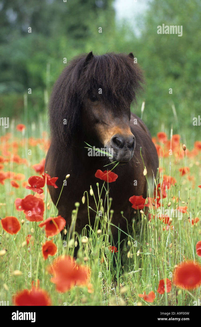 Pony shetland flowers hi-res stock photography and images - Alamy