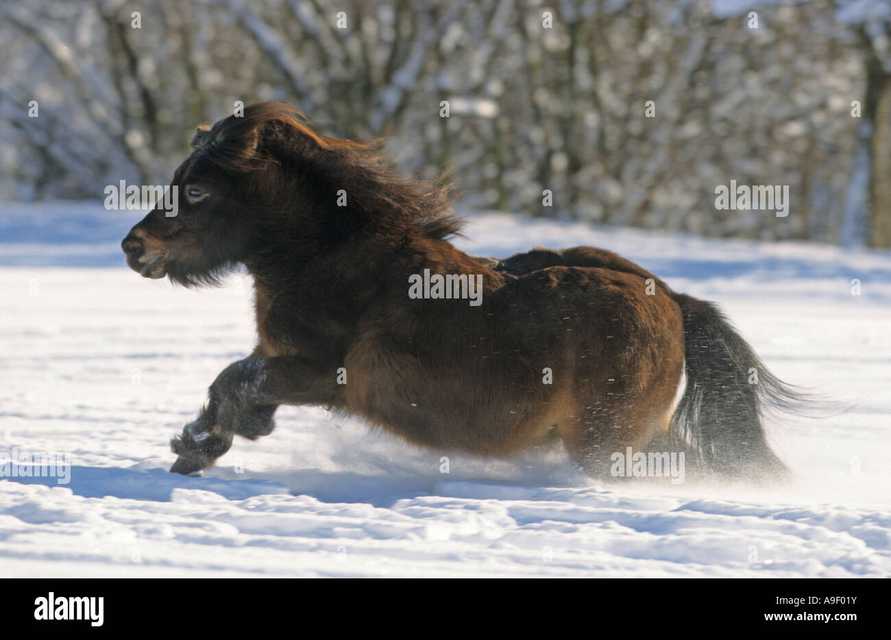 Galloping shetland pony horse hi-res stock photography and images - Alamy