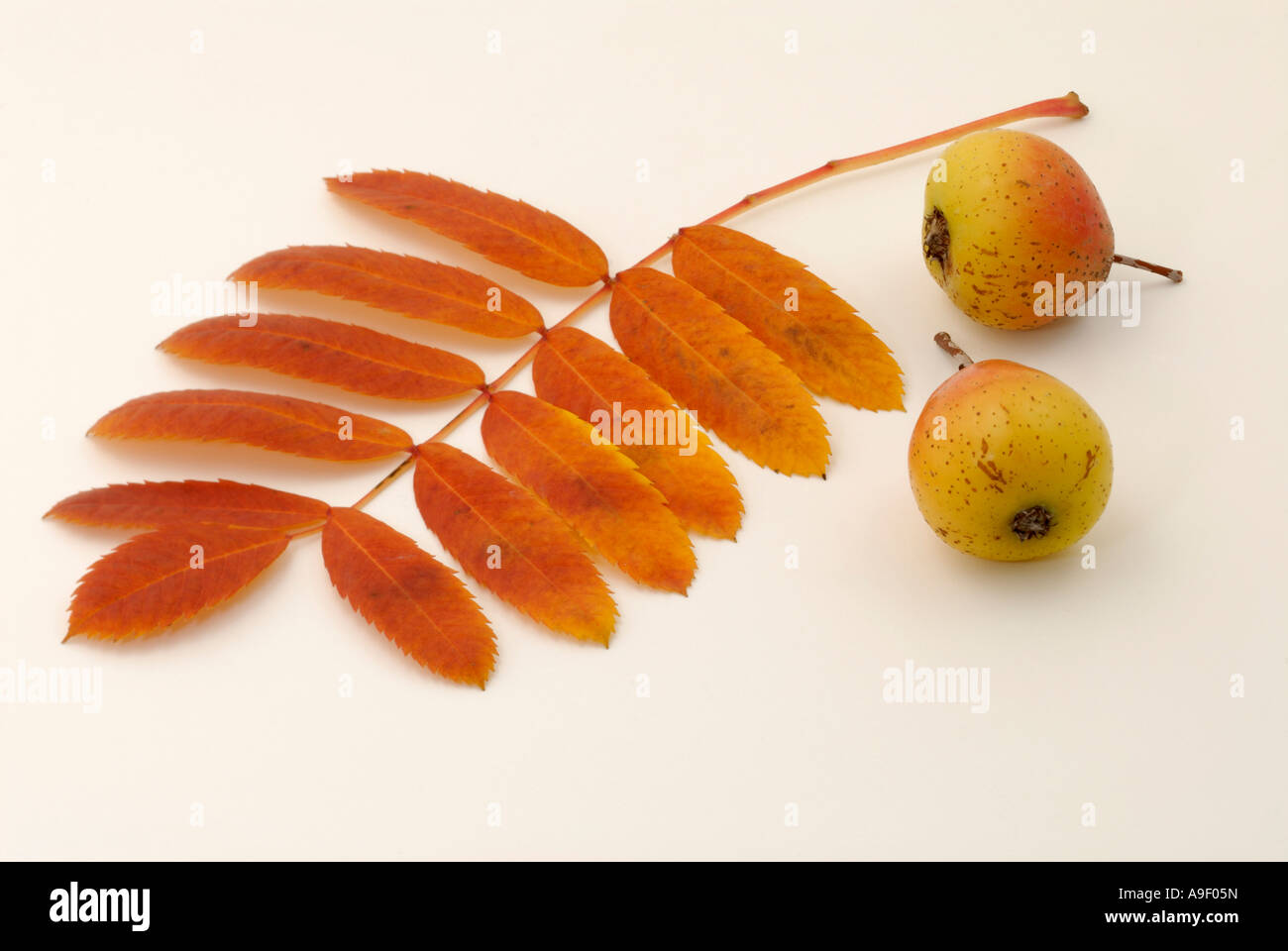 True service tree sorbus domestica hi-res stock photography and images ...