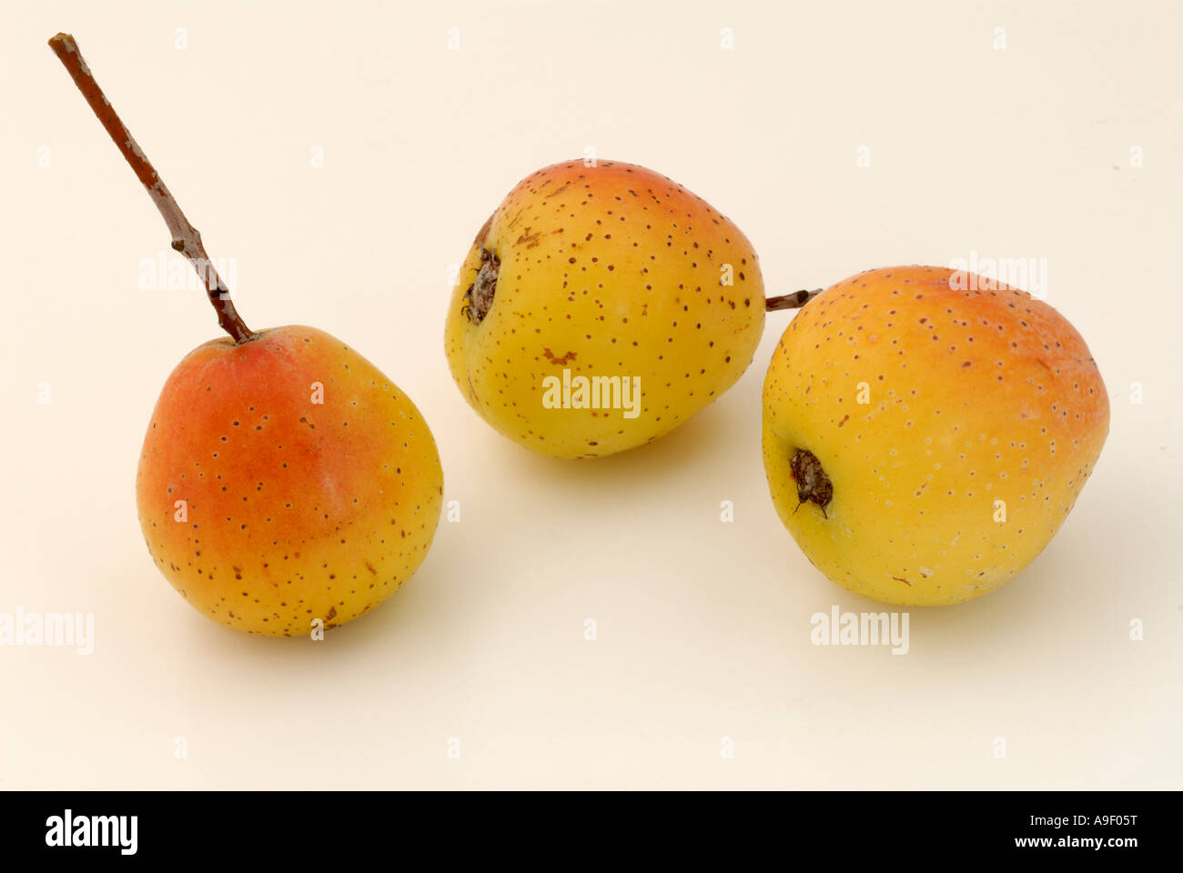 True Service Tree (Sorbus domestica), fruit, studio picture Stock Photo ...