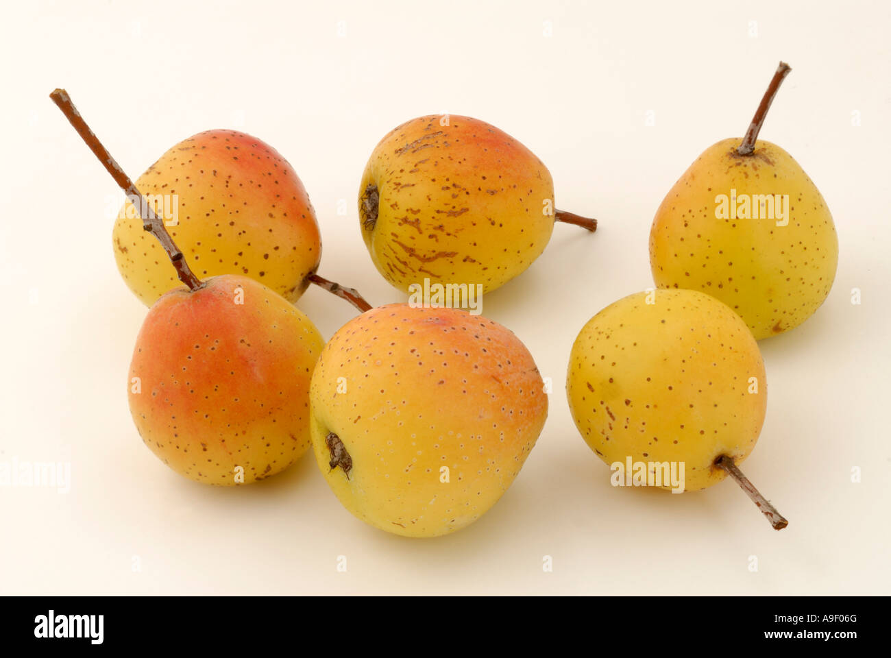 True Service Tree (Sorbus domestica), fruit studio, picture Stock Photo ...