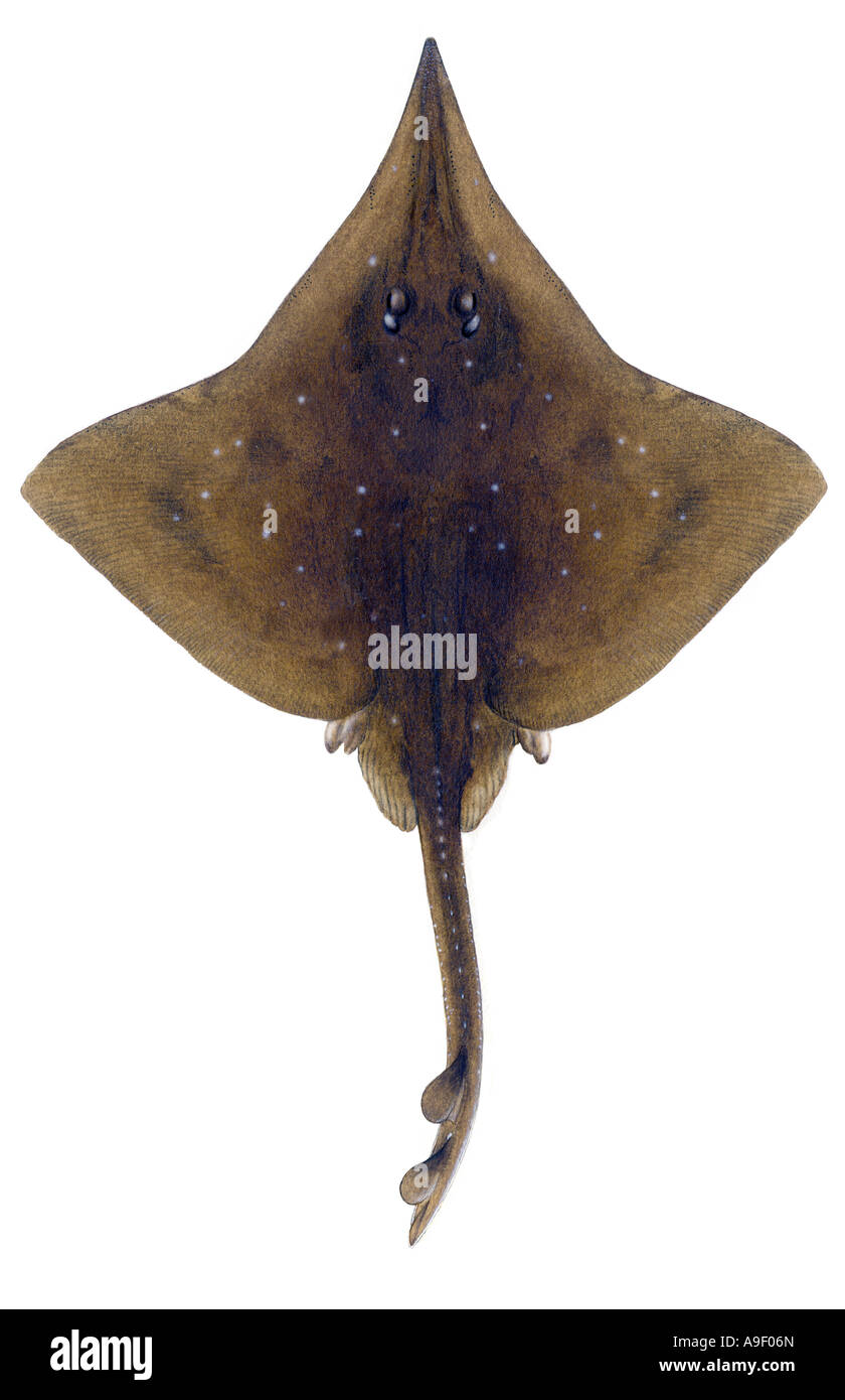 Long nosed Skate (Raja oxyrinchus, Dipturus oxyrinchus), drawing Stock ...