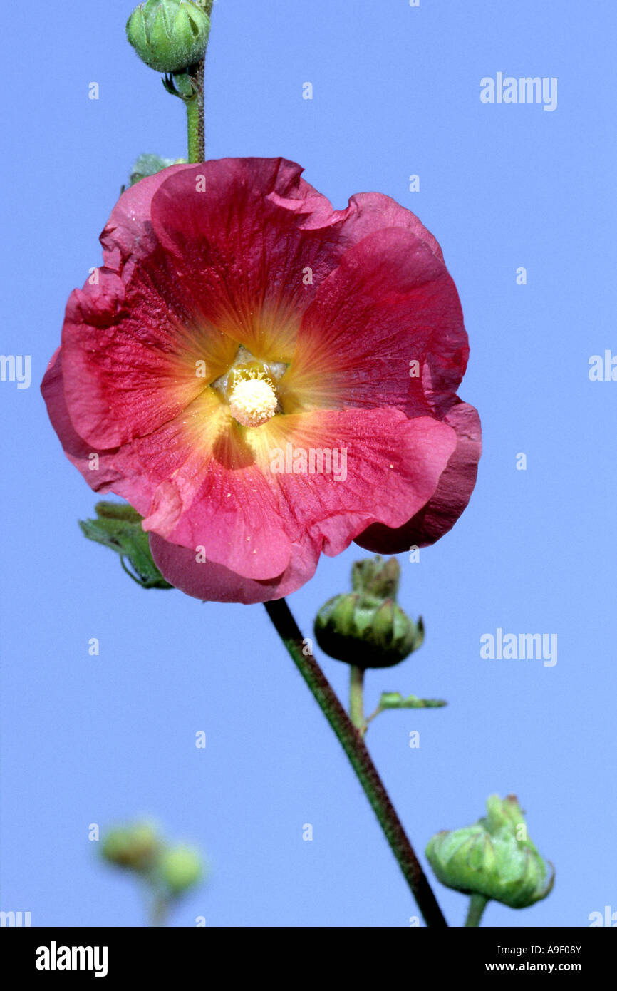Hollyhock (Alcea rosea, Althaea rosea), flower Stock Photo - Alamy