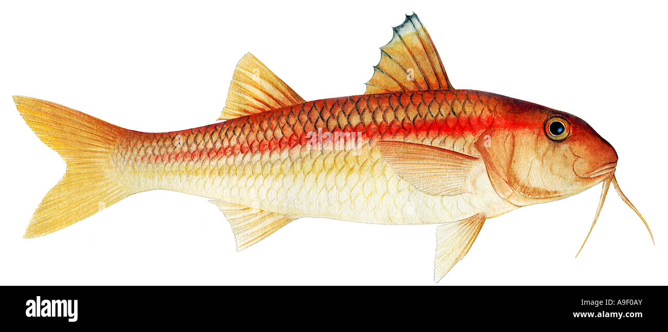 Striped Red Mullet (Mullus surmuletus), drawing Stock Photo - Alamy