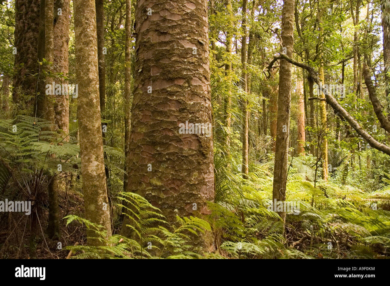 kauri forest northland Stock Photo - Alamy