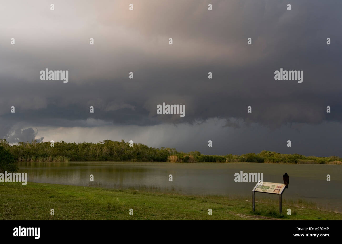 Everglades storm hi-res stock photography and images - Alamy
