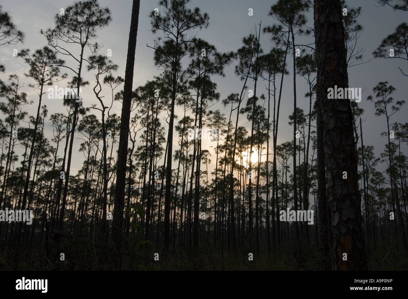 Pine forest everglades national park hi-res stock photography and ...