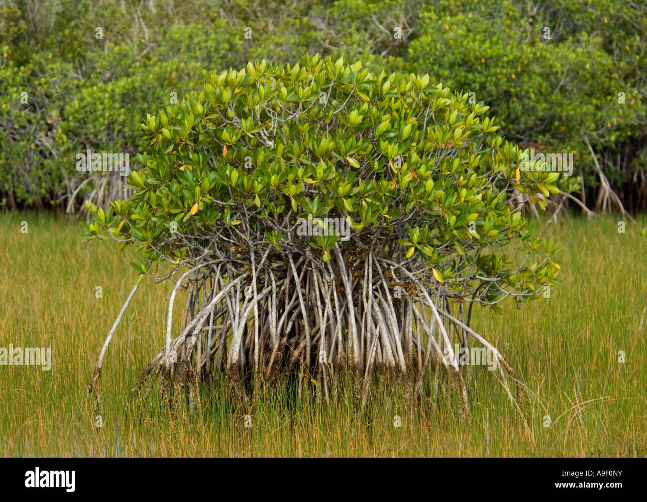 Swamp red mangrove rhizophora mangle hi-res stock photography and images - Alamy