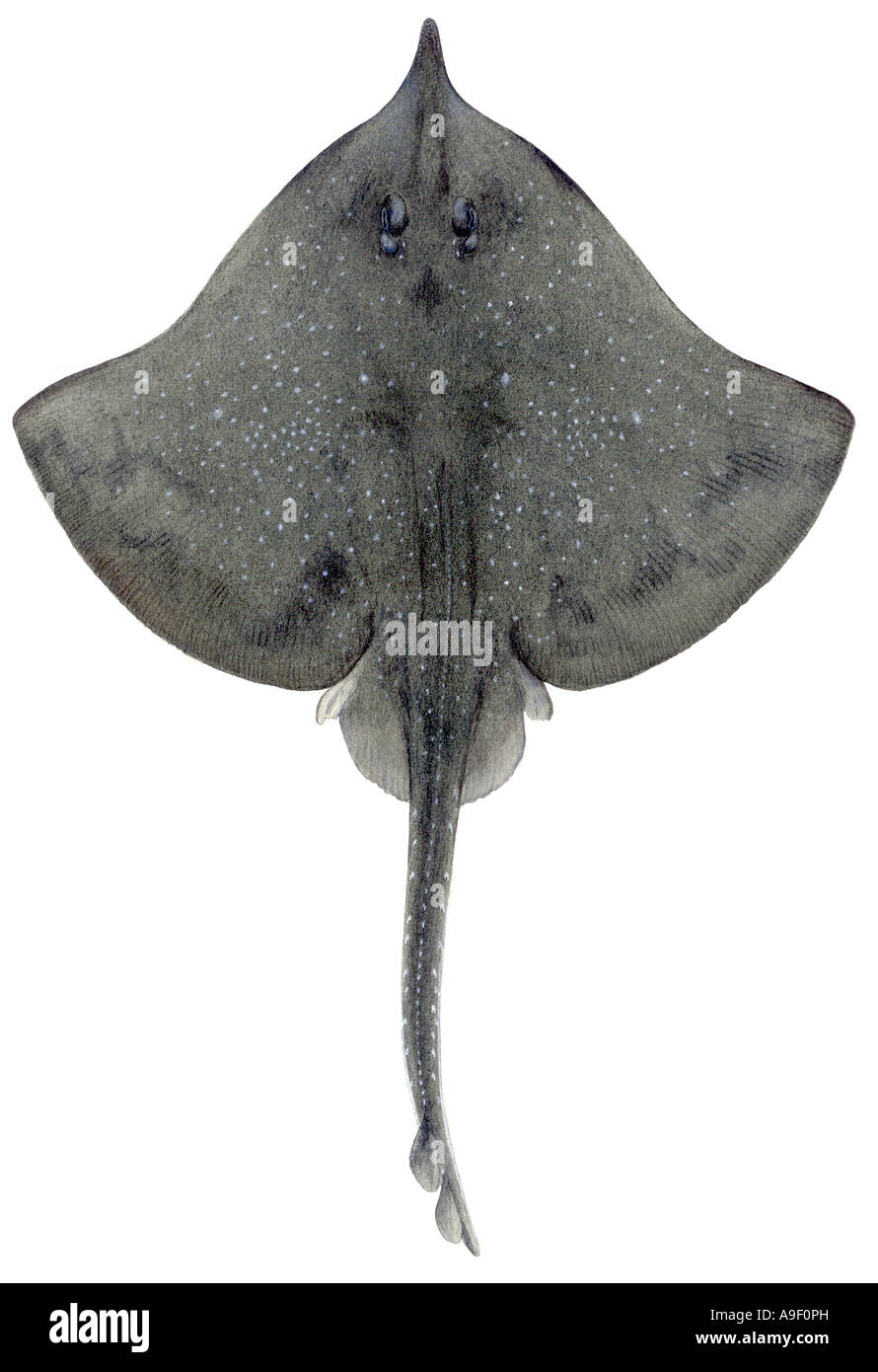 White Skate, Bottle nosed Skate (Raja alba, Rostroraja alba), female ...