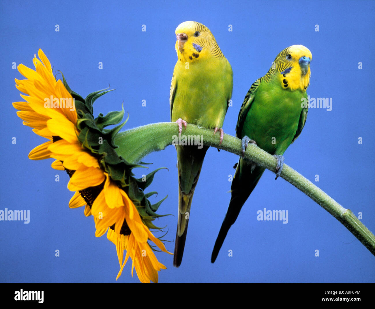 Budgie Australia Stock Photos & Budgie Australia Stock Images - Alamy