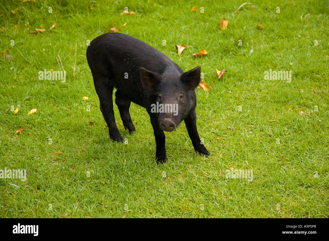 wild new zealand pig Stock Photo - Alamy