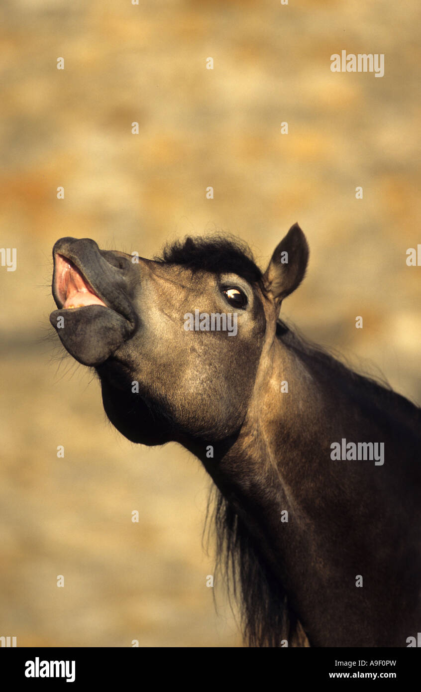 Flehmen horse hi-res stock photography and images - Alamy
