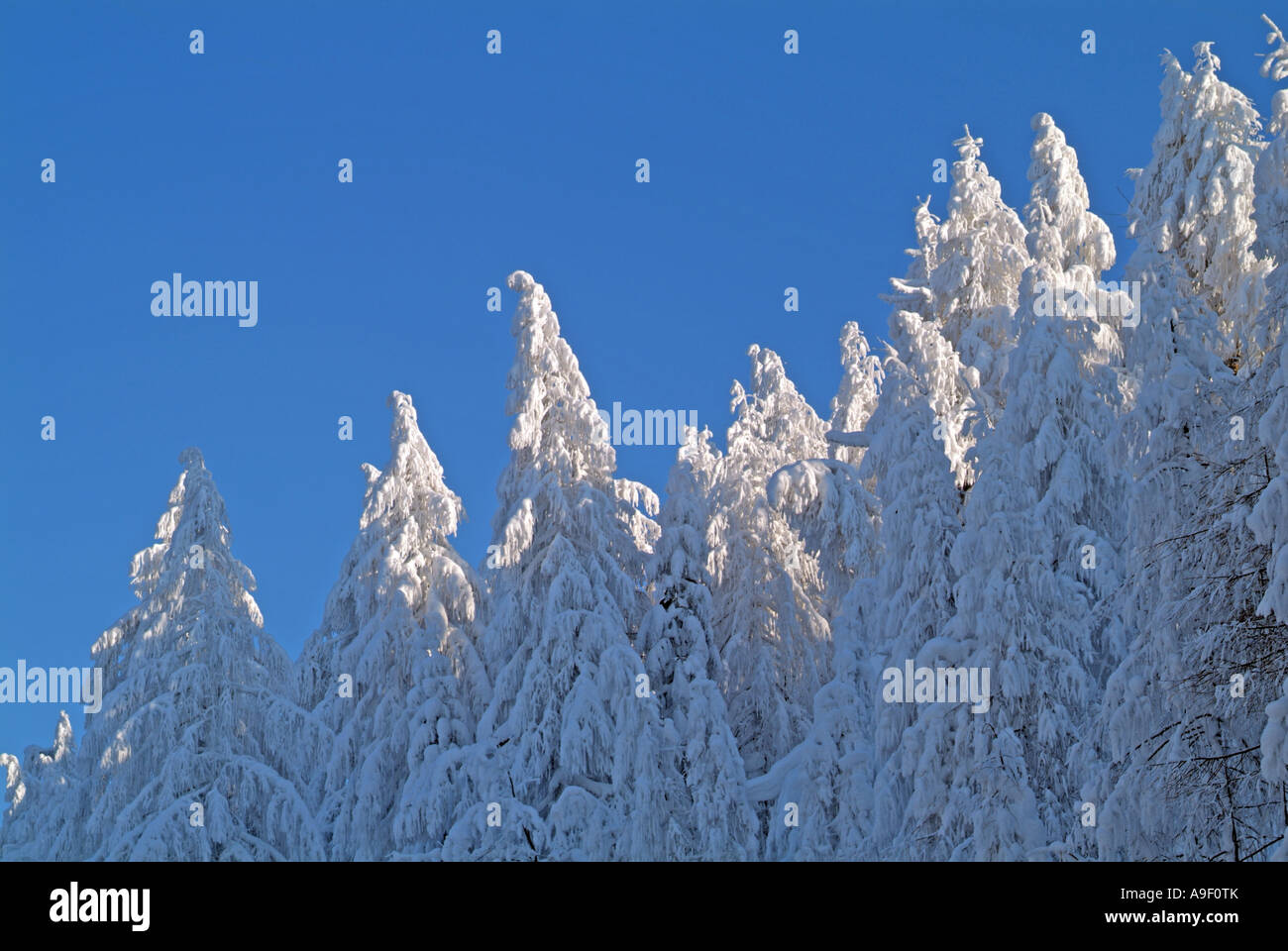 Snow covered conifers Stock Photo - Alamy