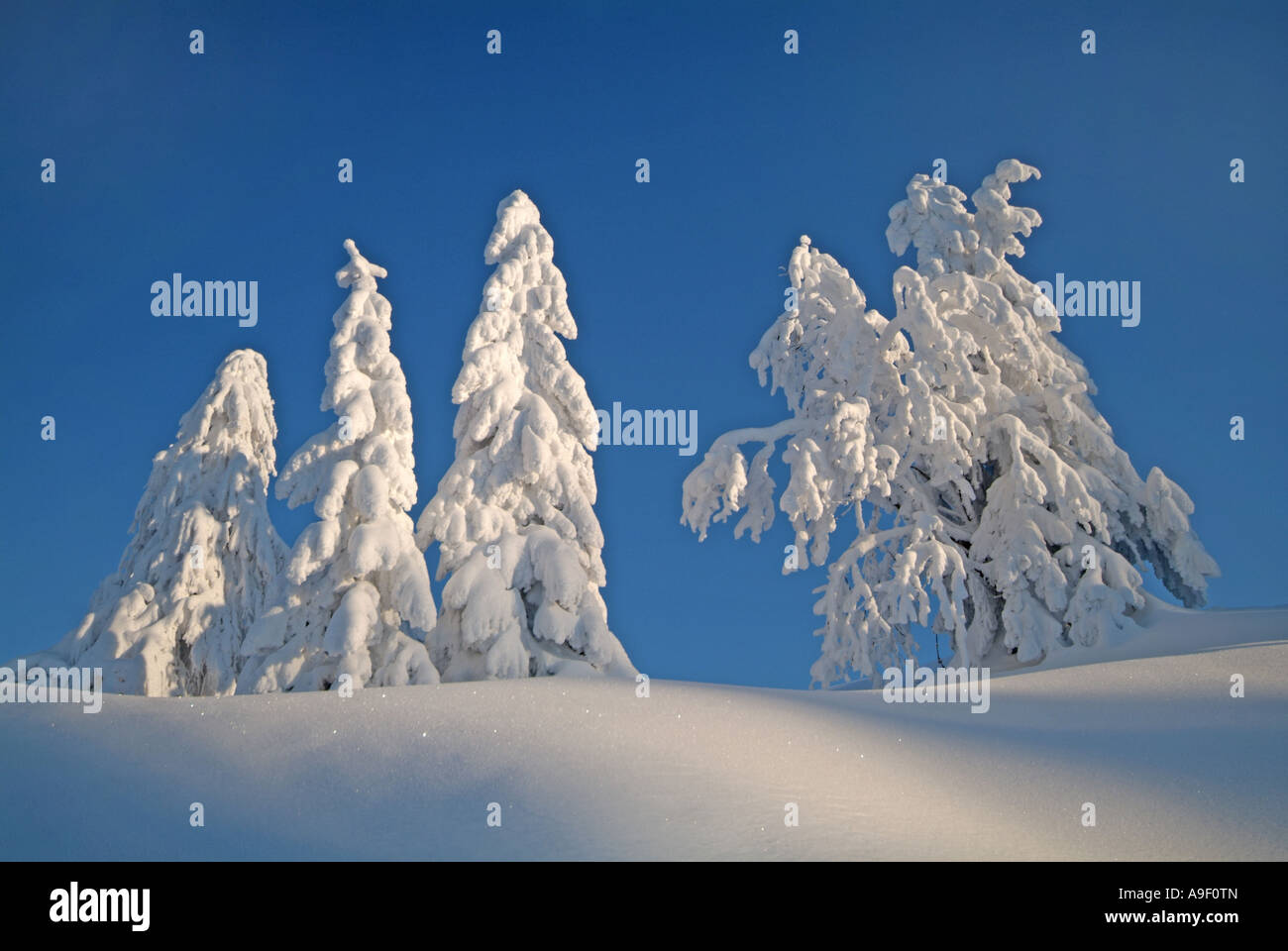 Snow covered conifers Stock Photo - Alamy