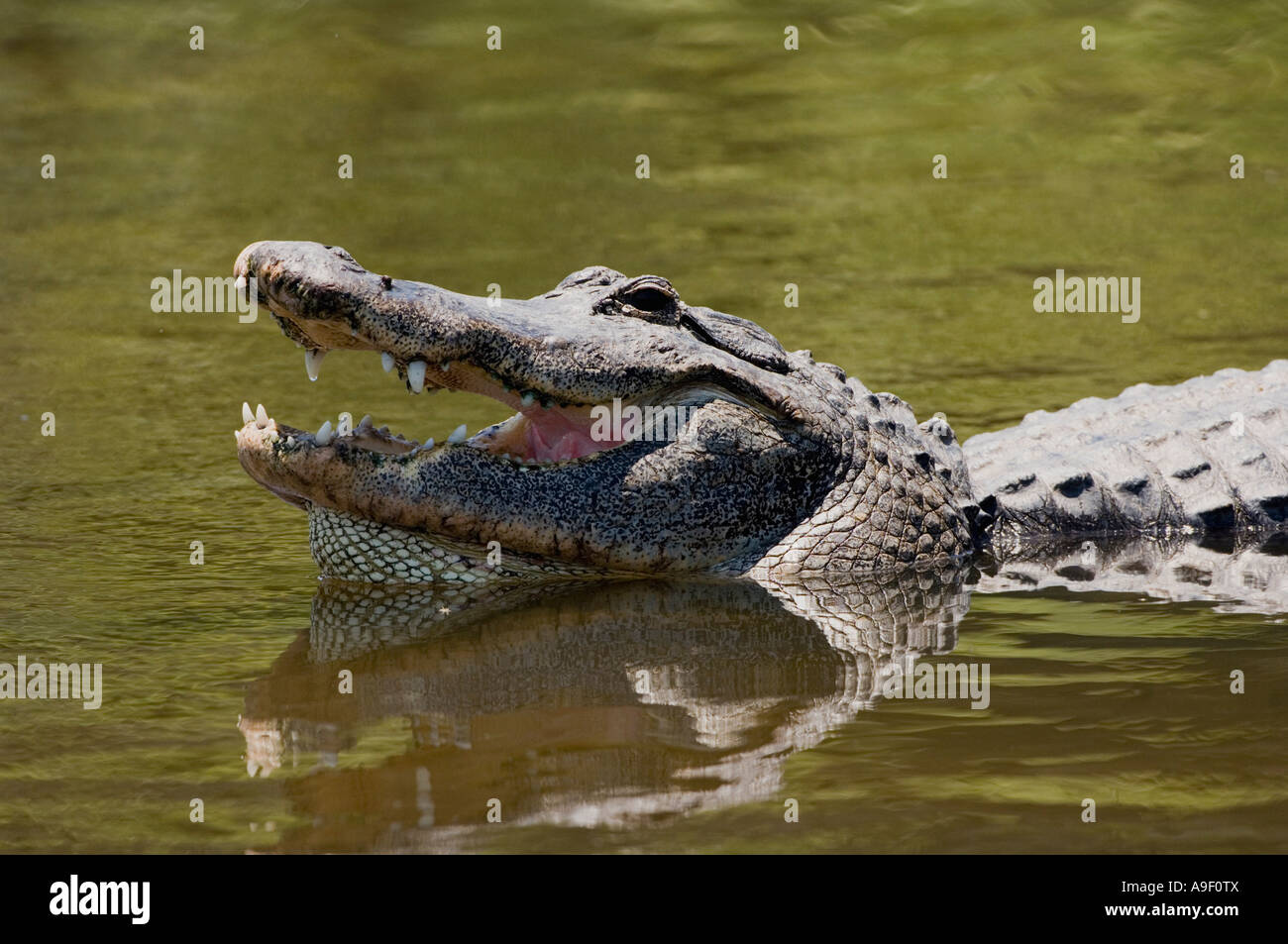 Alligator with mouth open Gatorland - Orlando - Florida - USA - US ...