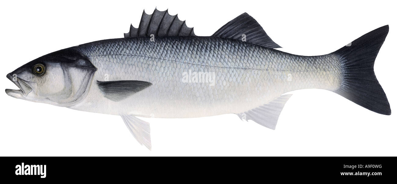Bass, Sea Bass (Dicentrarchus labrax), drawing Stock Photo - Alamy