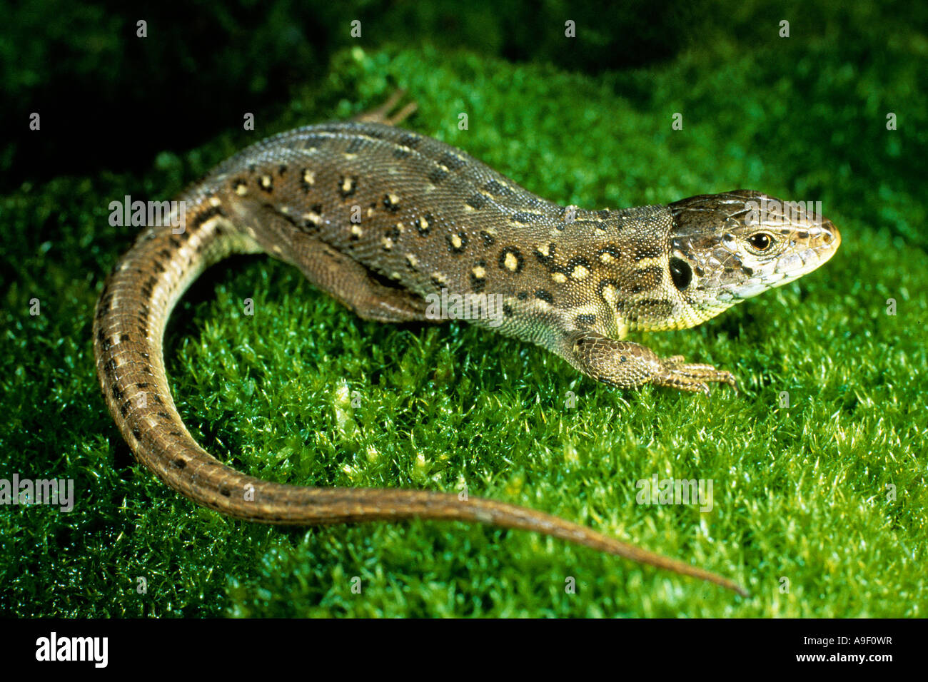 Sand lizards europe hi-res stock photography and images - Alamy