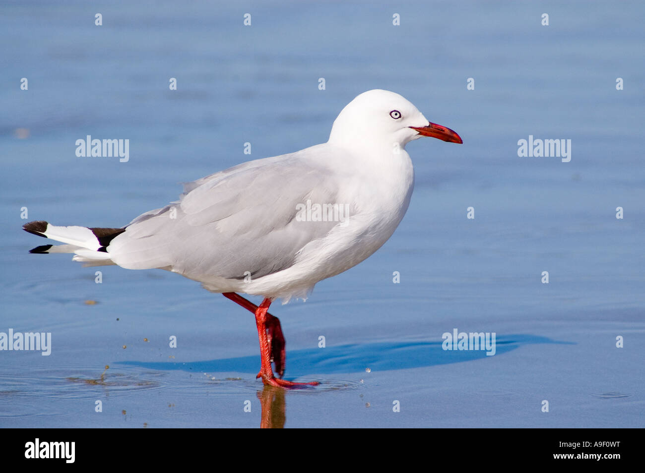 red billed gull Stock Photo - Alamy