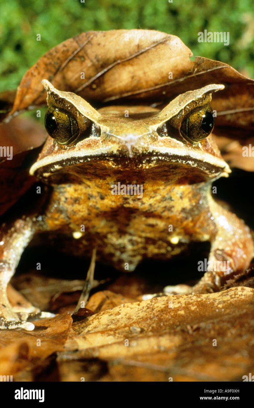 Asian Horned Frog (Megophrys aceras), portrait Stock Photo - Alamy