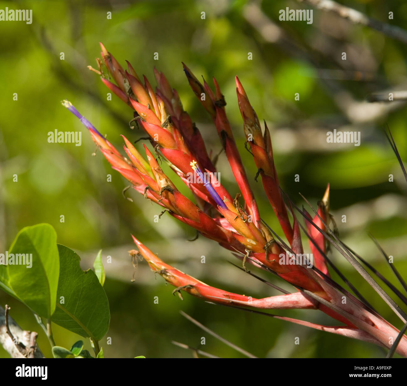 Quill leaf blooming Tillandsia fasciculata Everglades National Park ...