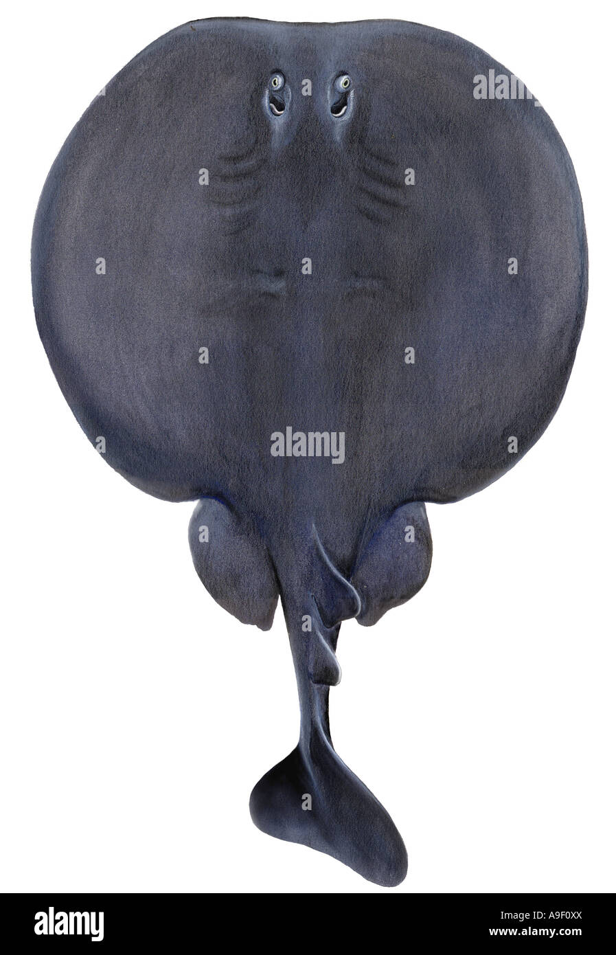 Electric Ray (Torpedo nobiliana), drawing Stock Photo - Alamy