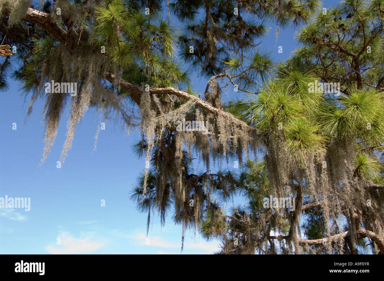 Spanish moss hanging from tree Everglades National Park - Florida - USA ...