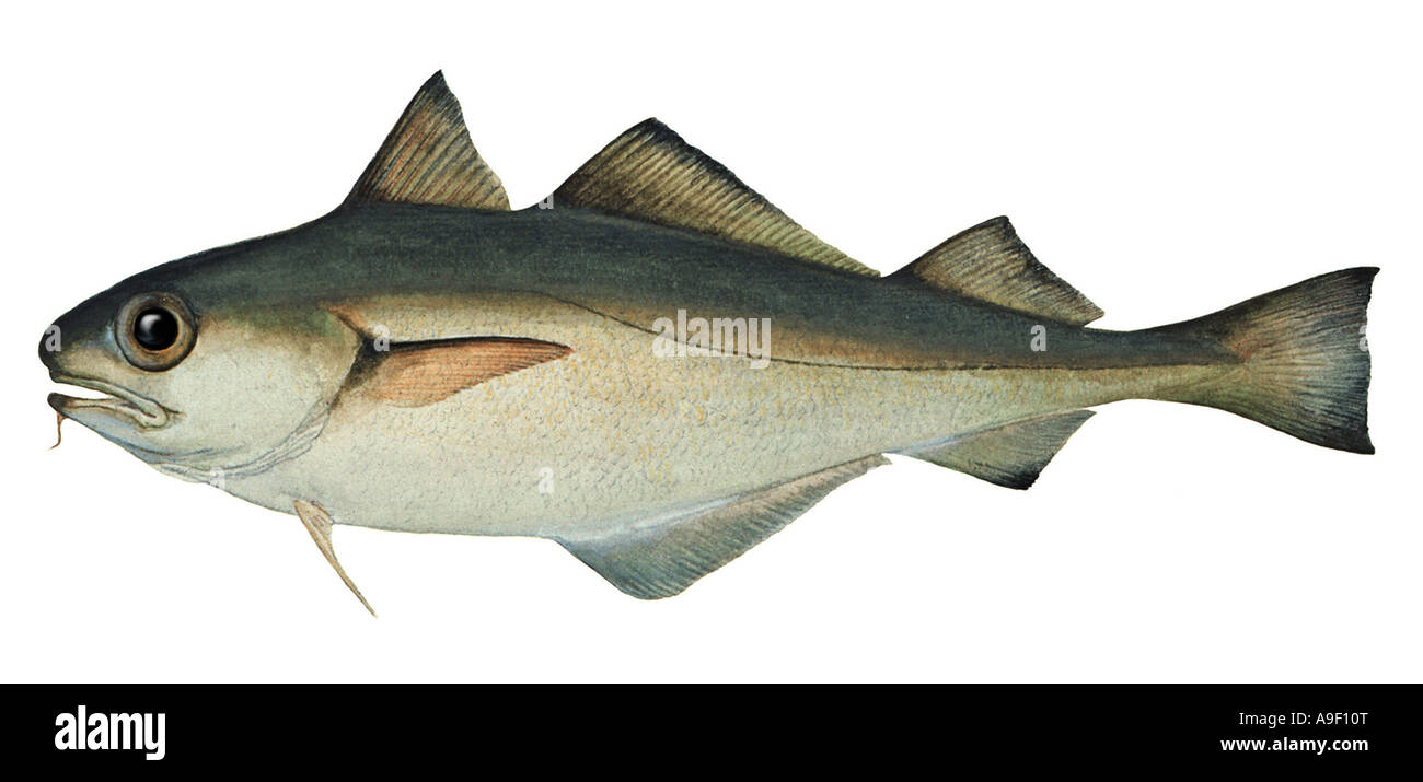 Poor Cod (Trisopterus minutus), drawing Stock Photo - Alamy