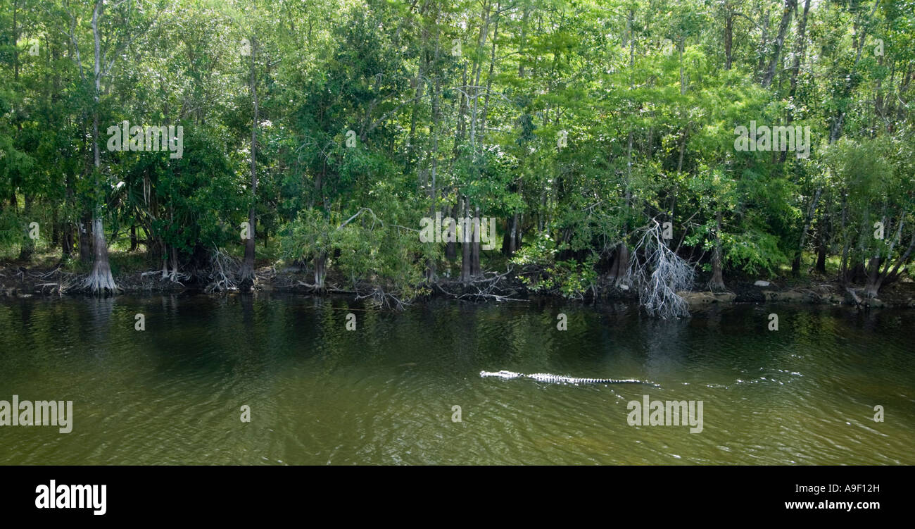 Alligator swimming hi-res stock photography and images - Alamy